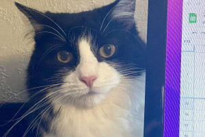 The real pets of Continued | Continued.com