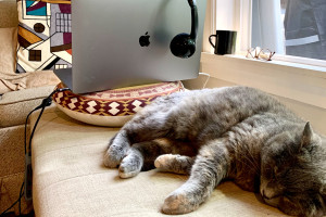 The real pets of Continued | Continued.com