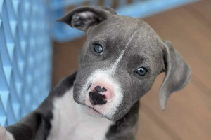 The real pets of Continued | Continued.com